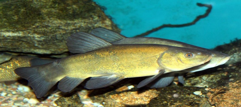 La tanche - Aquaponie France - Aquaponie professionnelle depuis 2014