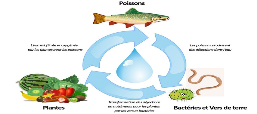 Le cycle de l'azote - Aquaponie France - Aquaponie professionnelle ...