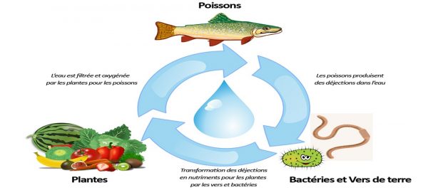Le cycle de l'azote - Aquaponie France - Aquaponie professionnelle ...