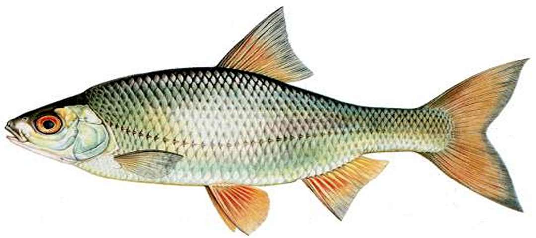 Focus Le gardon - Aquaponie France